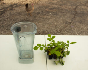 Turn An Old Blender Into A Planter • Crafting a Green World