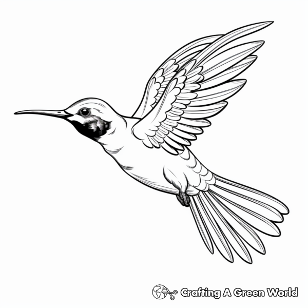 Realistic Hummingbird Coloring Pages - Free & Printable!