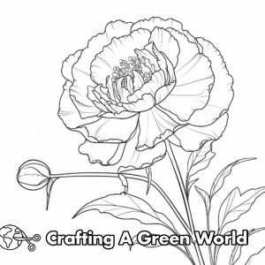 Peony Coloring Pages - Free & Printable!