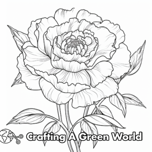 Peony Coloring Pages - Free & Printable!