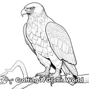 Golden Eagle Coloring Pages - Free & Printable!