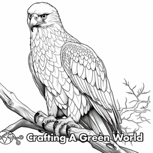 Osprey Coloring Pages - Free & Printable!