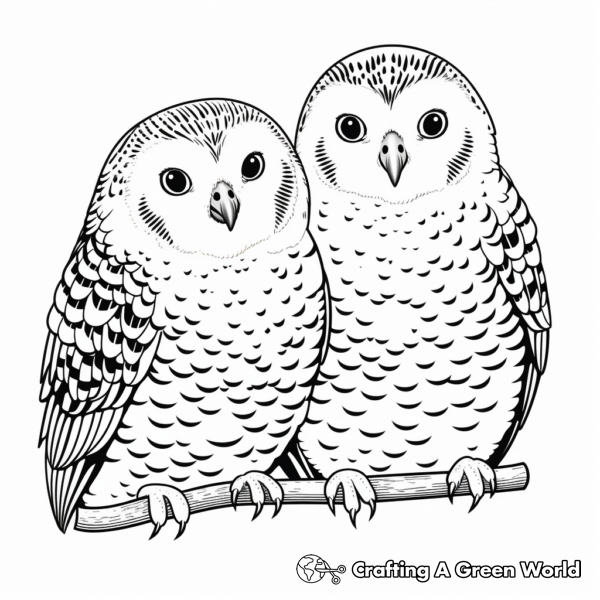Budgie Coloring Pages - Free & Printable!