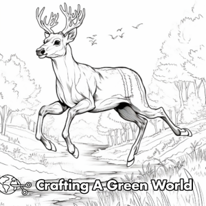 White Tailed Deer Coloring Pages - Free & Printable!