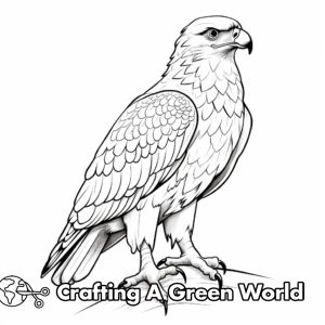 Red Tailed Hawk Coloring Pages - Free & Printable!