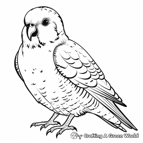 Parakeet Coloring Pages - Free & Printable!