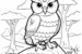 Owl Coloring Pages - Free & Printable!