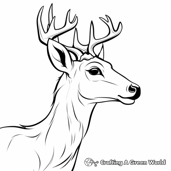 White Tailed Deer Coloring Pages - Free & Printable!