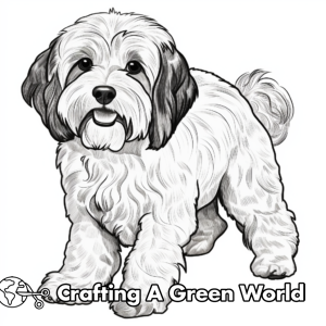 Havanese Coloring Pages - Free & Printable!