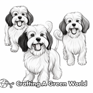Havanese Coloring Pages - Free & Printable!