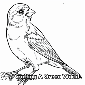 Tracing Coloring Pages - Free & Printable!