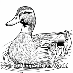 Mallard Duck Coloring Pages - Free & Printable!
