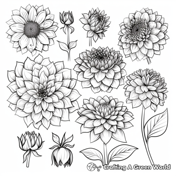 Dahlia Coloring Pages - Free & Printable!