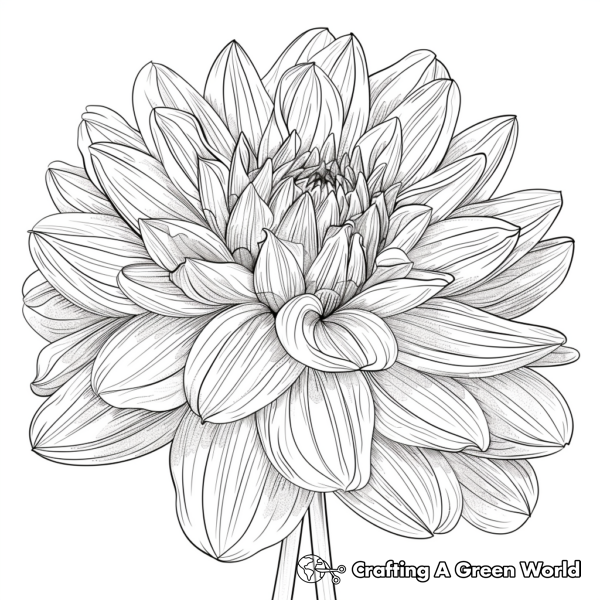 Dahlia Coloring Pages - Free & Printable!